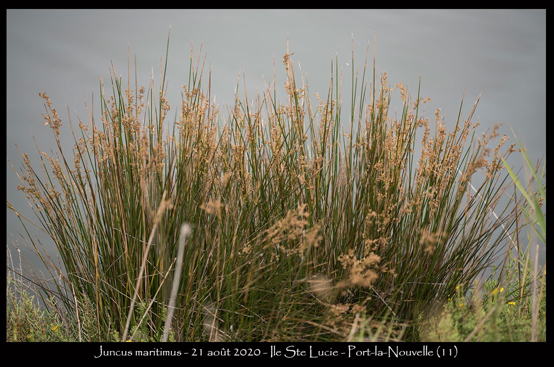 Juncus maritimus